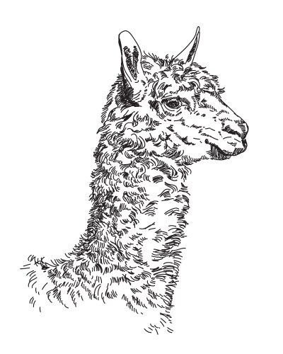 Hand drawn funny portrait of llama black Vector Image