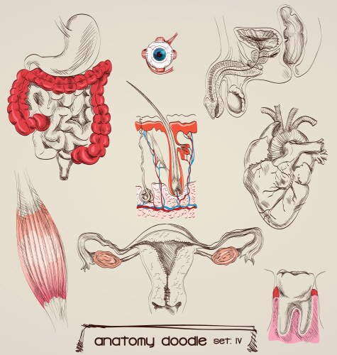Anatomy Vector Images (over 230,000)