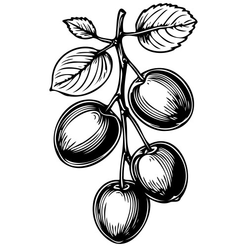 Sketches coco plum drawing black fruit isolated Vector Image