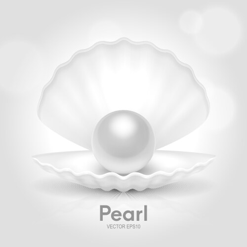 Realistic beautiful natural open sea pearl shell Vector Image