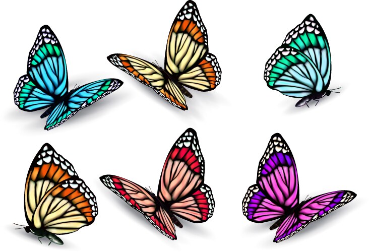 Realistic Butterfly Vector Images (over 6,500)