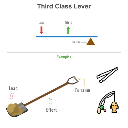 Third Class Lever Diagram – Royalty-Free Vector | VectorStock