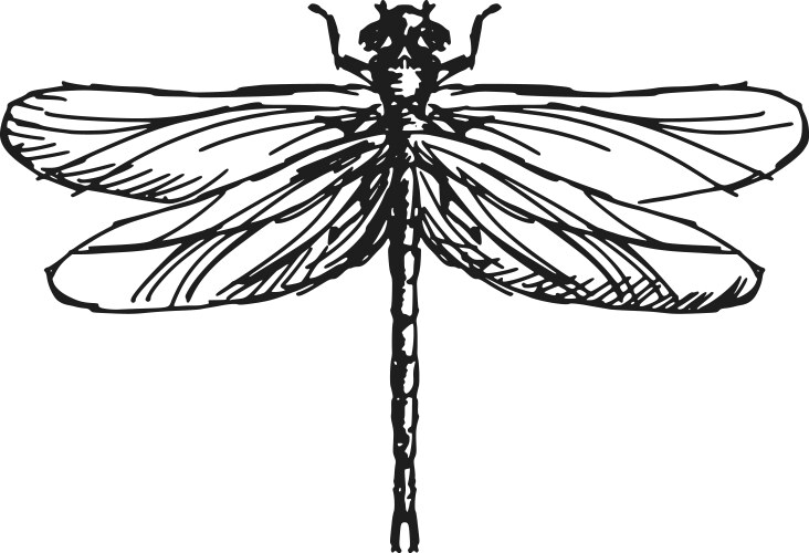 Dragonfly Outline Vector Images (over 4,000)
