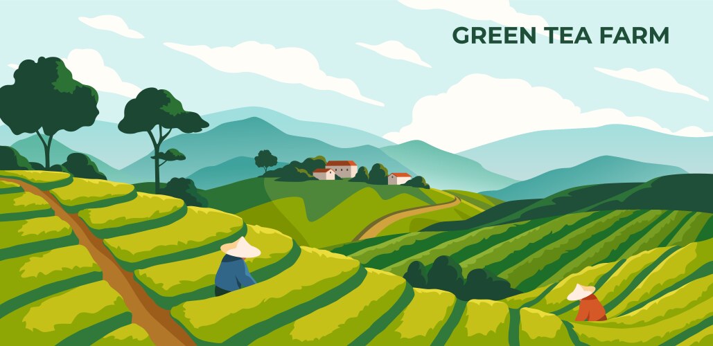 Tea Farm Field Vector Images (over 430)