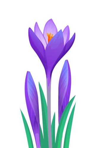 Hand drawn watercolor crocuses Royalty Free Vector Image