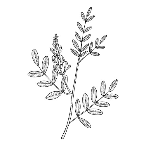 Licorice Root Drawing Vector Images (34)