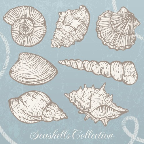 Seashells Vector Images (over 36,000)
