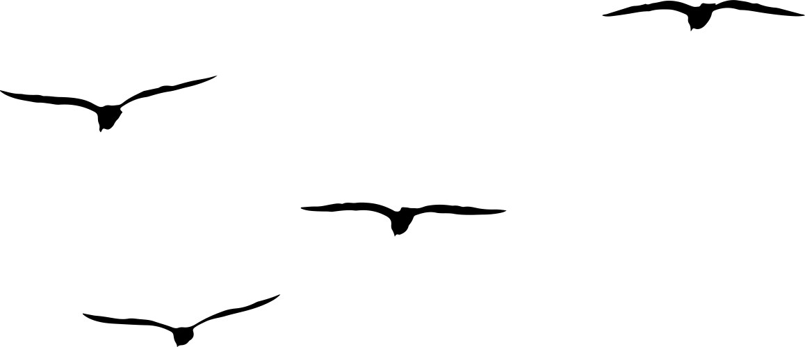 Seagulls Royalty Free Vector Image - VectorStock