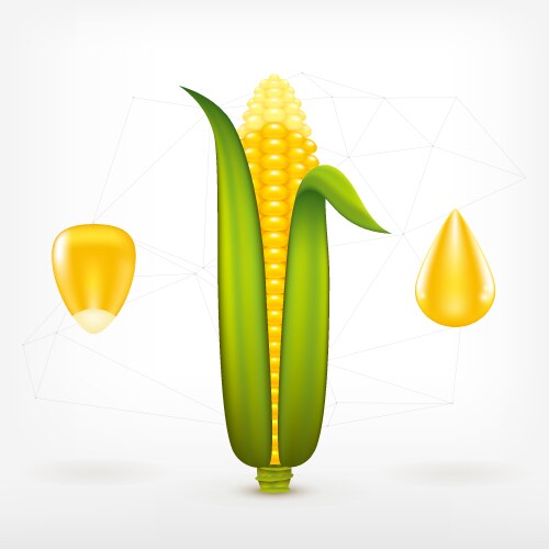 Corn Royalty Free Vector Image - VectorStock