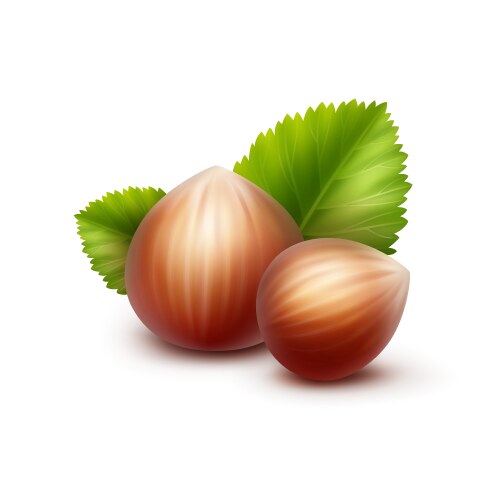 Hazelnut frame Royalty Free Vector Image - VectorStock