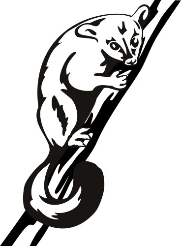 Possum Vector Images (over 430)