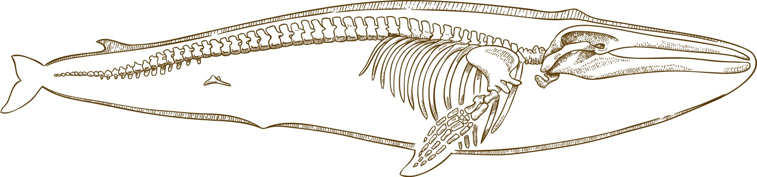 Whale Vector Images (over 37,000)