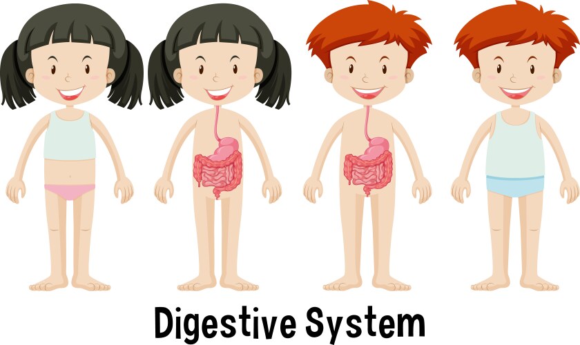 Digestive System Anatomy Vector Images (over 15,000)