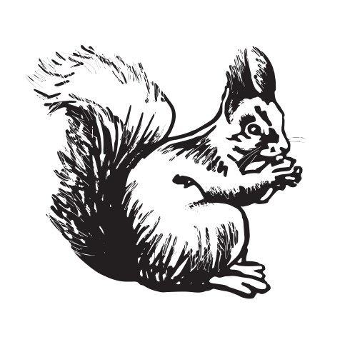 Squirrel Outline Vector Images (over 2,300)