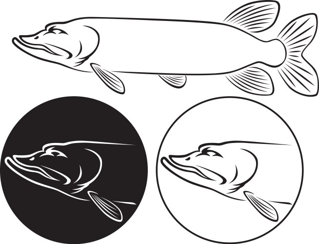 Fish pike Royalty Free Vector Image - VectorStock