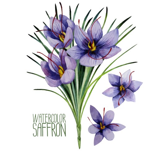 Saffron Vector Images (over 8,300)