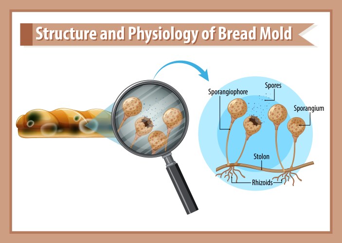 Structure and physiology of bread mold Royalty Free Vector