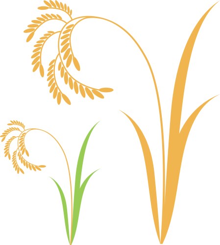 Rice Royalty Free Vector Image - VectorStock