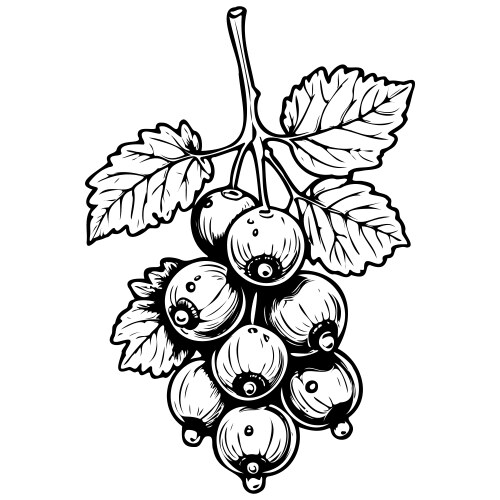 Black currant sketches hand drawn fruit Royalty Free Vector