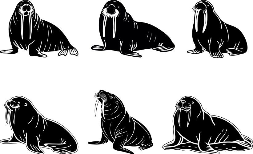 Walrus Royalty Free Vector Image - VectorStock