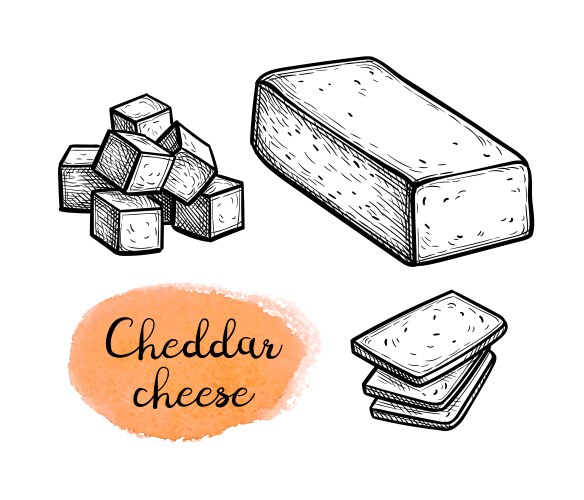 Soft white cream cheese cut into rectangular Vector Image