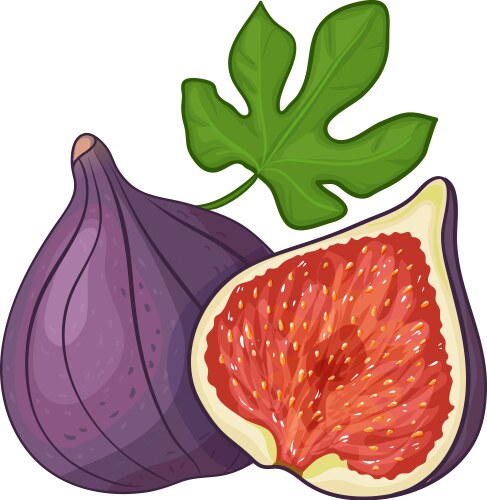 Purple Fig Vector Images (over 2,200)