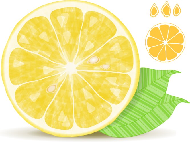 Green Lemon Slice Vector Images (over 12,000)