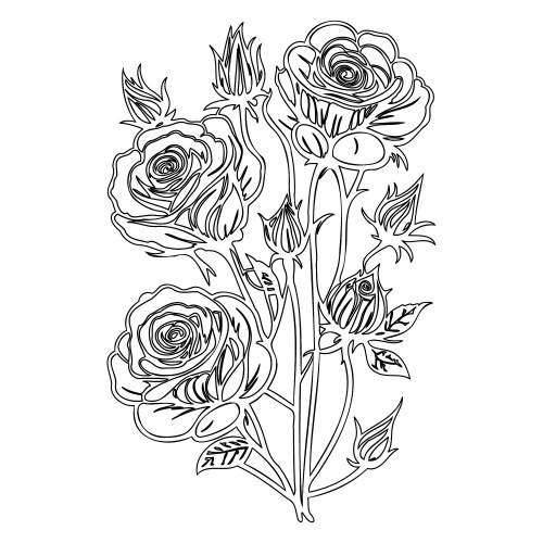 Roses flower outline sketch Royalty Free Vector Image