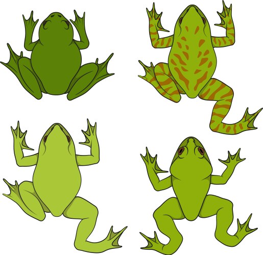 Frog Royalty Free Vector Image - VectorStock