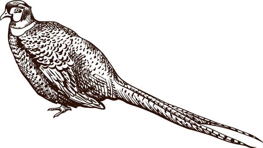 Pheasant Vector Images (over 1,700)