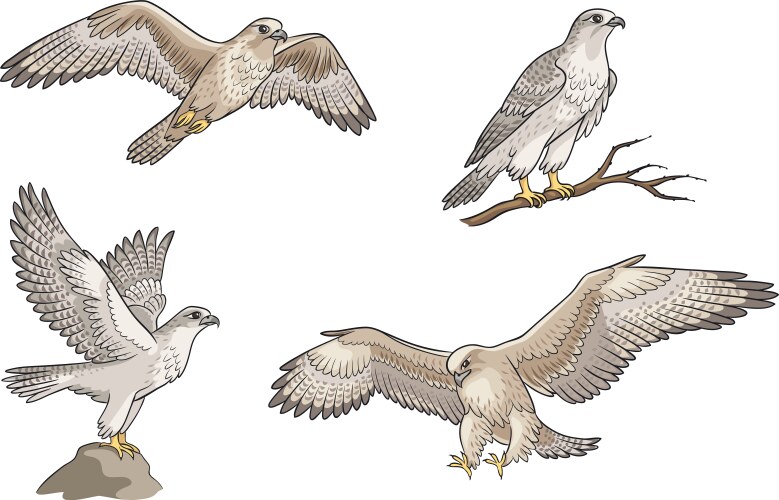 Falcon Cartoon Vector Images (over 5,900)