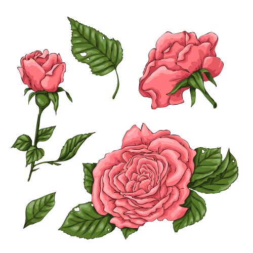 Postcard coral roses hand drawing Royalty Free Vector Image