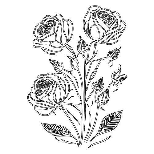 Roses flower outline sketch Royalty Free Vector Image