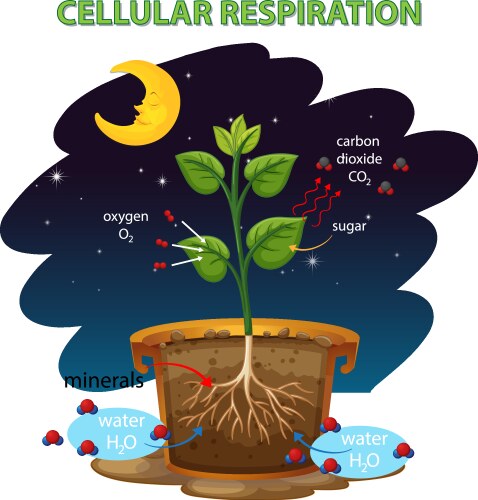 Plant Respiration Vector Images (over 840)