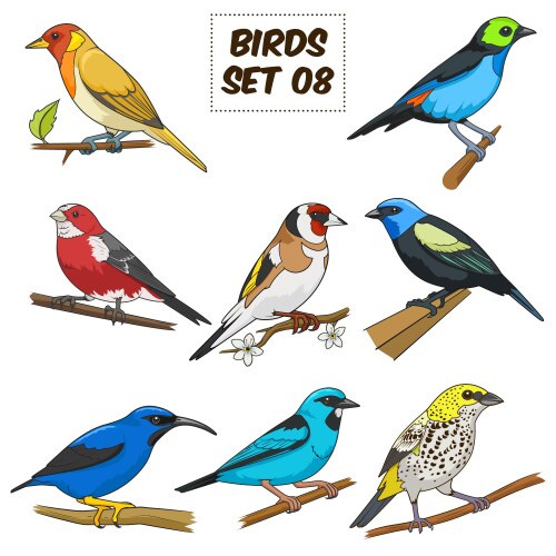 Bird set cartoon colorful Royalty Free Vector Image