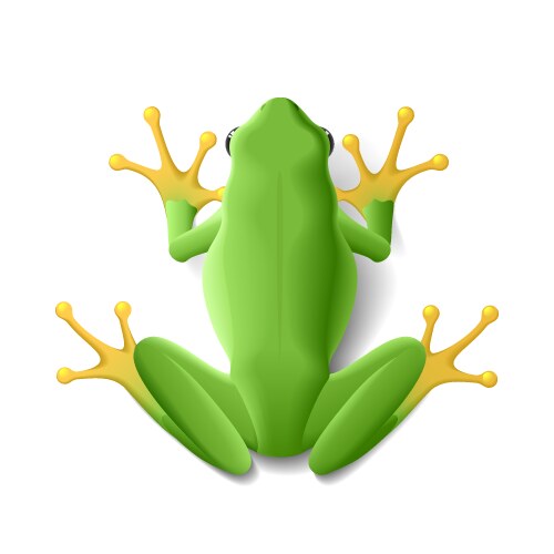 Green tree frog icon on white background top view Vector Image