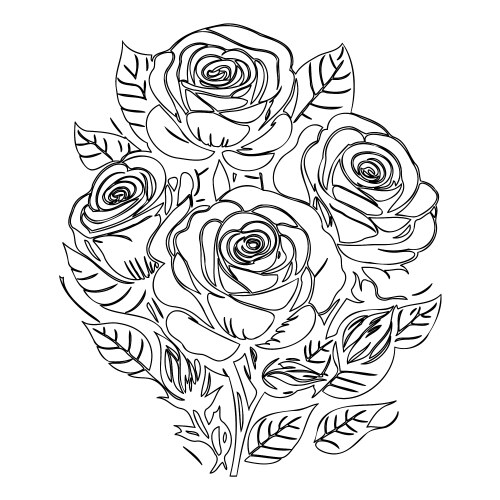 Roses flower outline sketch Royalty Free Vector Image