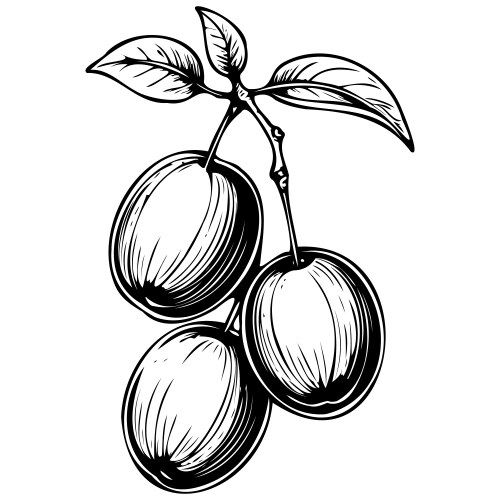 Sketches coco plum drawing black fruit isolated Vector Image
