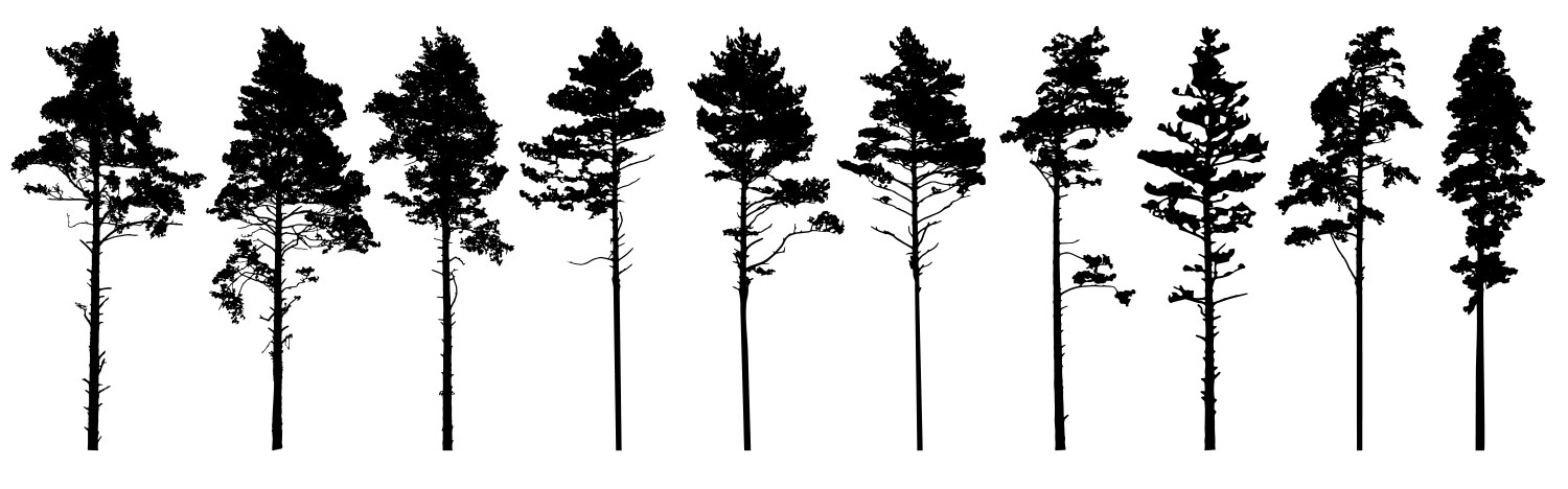 Pine trees silhouette isolated set Royalty Free Vector Image