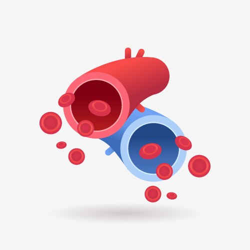 Circulatory System Vector Images (over 1,900)