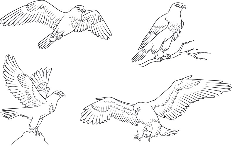 Flying Falcon Outline Sketching Peregrine Falcon Birds From Life