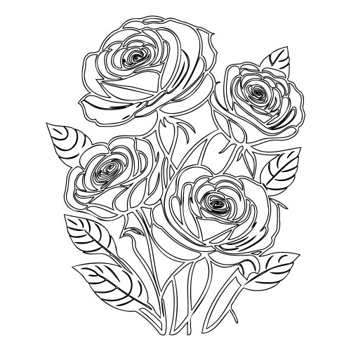 Roses flower outline sketch Royalty Free Vector Image