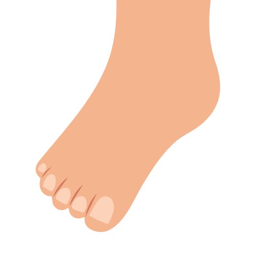 Cartoon Bare Foot Vector Images (over 380)