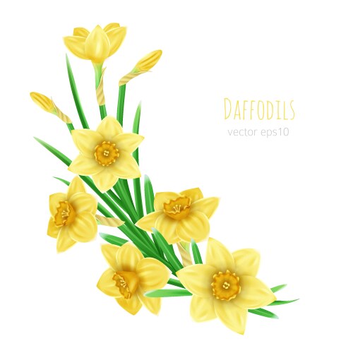 Daffodil Royalty Free Vector Image - VectorStock