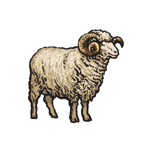 Mutton Meat Cartoon Vector Images (over 620)