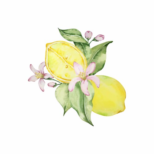 Watercolor lemon tree branch Royalty Free Vector Image