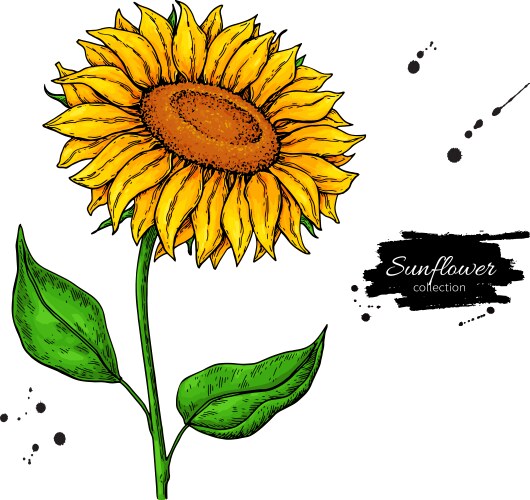 Hand drawn sunflower Royalty Free Vector Image