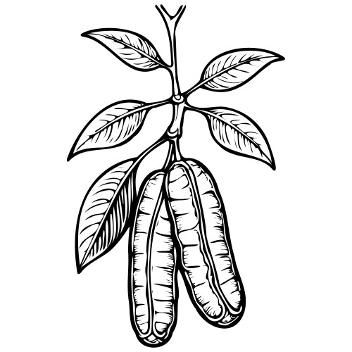 Tamarind Outline Vector Images (over 120)