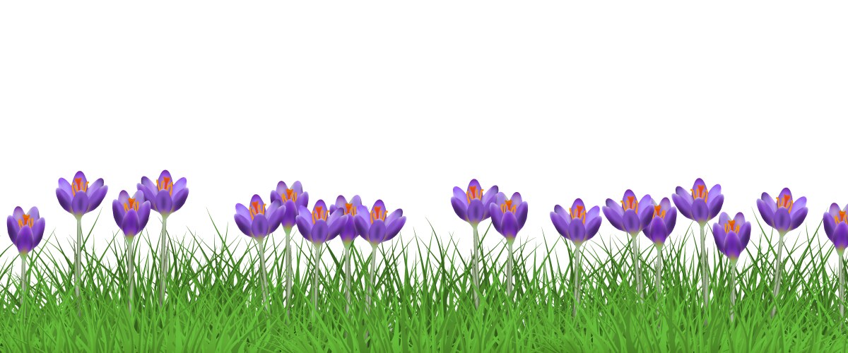 Spring floral border with bright purple crocuses Vector Image