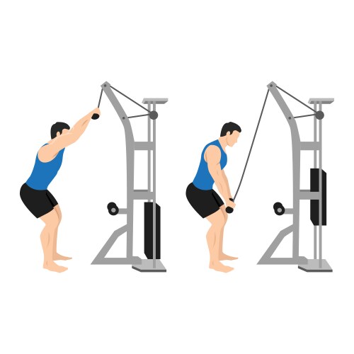 Man doing cable triceps kickbacks exercise Vector Image